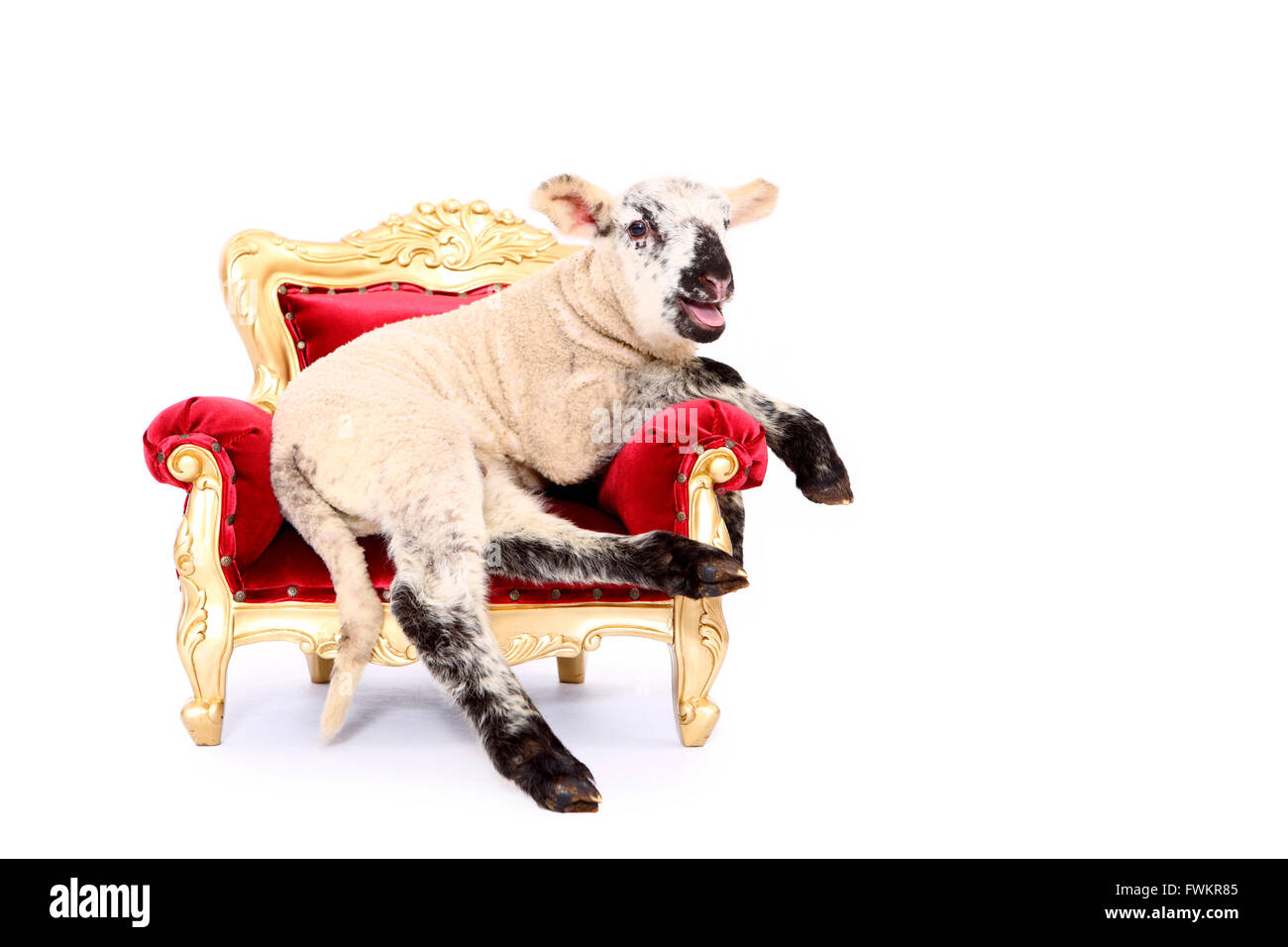 Domestic sheep. Lamb lying on an armchair, bleating. Studio picture ...