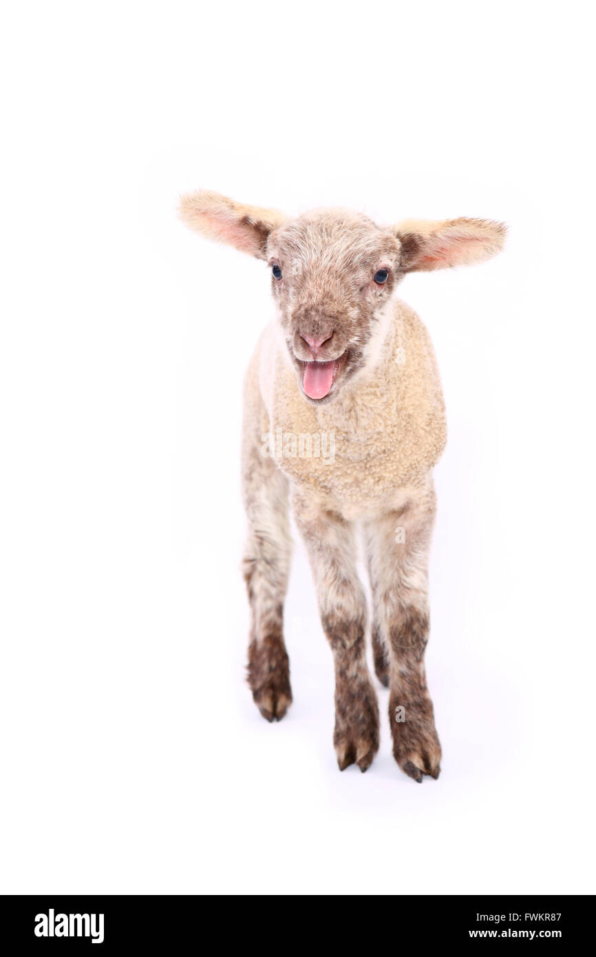 Domestic sheep. Lamb standing while bleating. Studio picture against a ...
