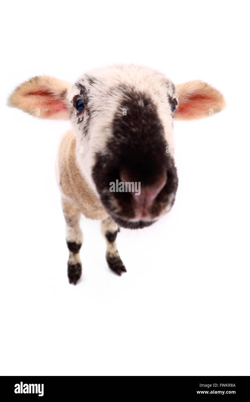 Domestic sheep. Lamb standing, while looking into the camera. Studio ...