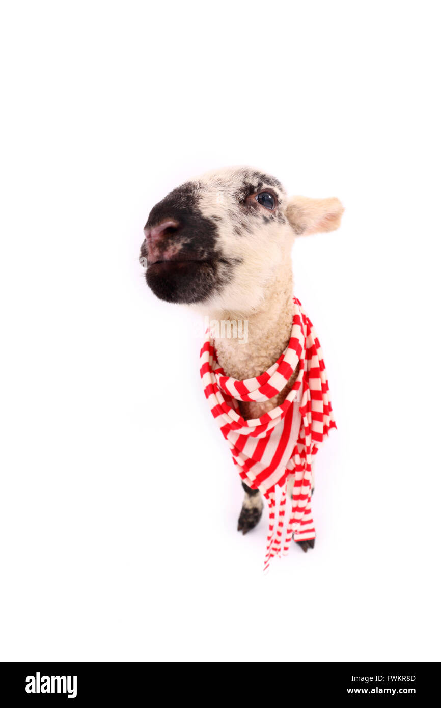 Domestic sheep. Lamb standing, wearing a red-and-white scarf. Studio ...