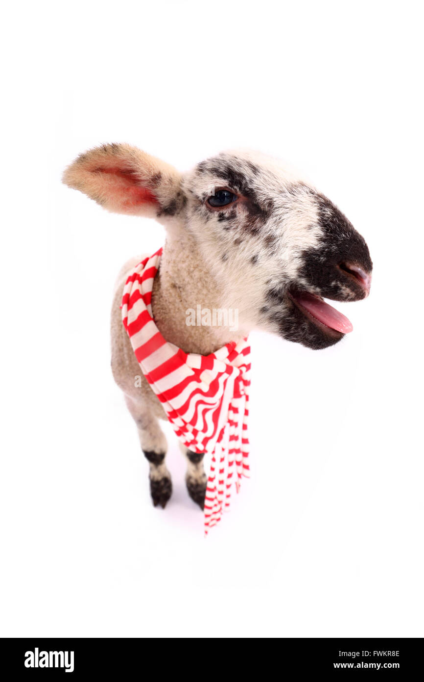 Domestic sheep. Lamb standing, wearing a red-and-white scarf. Studio ...