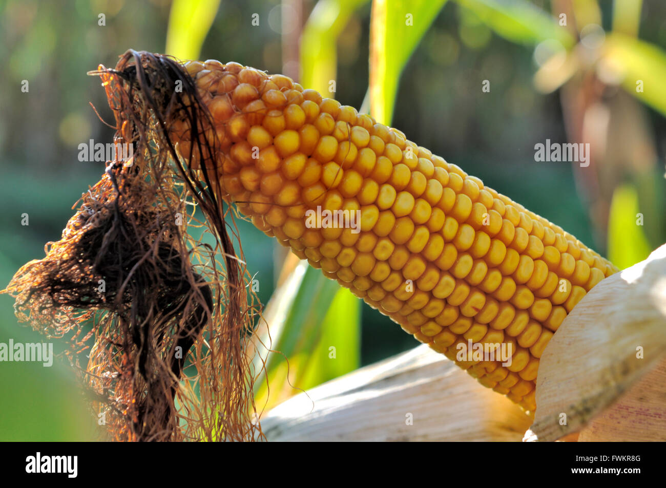 close on ripe corn on the cob in a field Stock Photo - Alamy