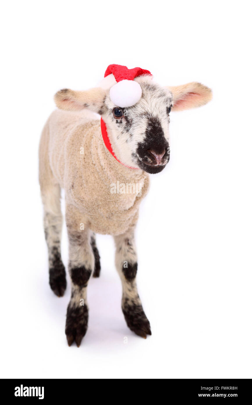 A baby wearing a cap Cut Out Stock Images & Pictures - Alamy