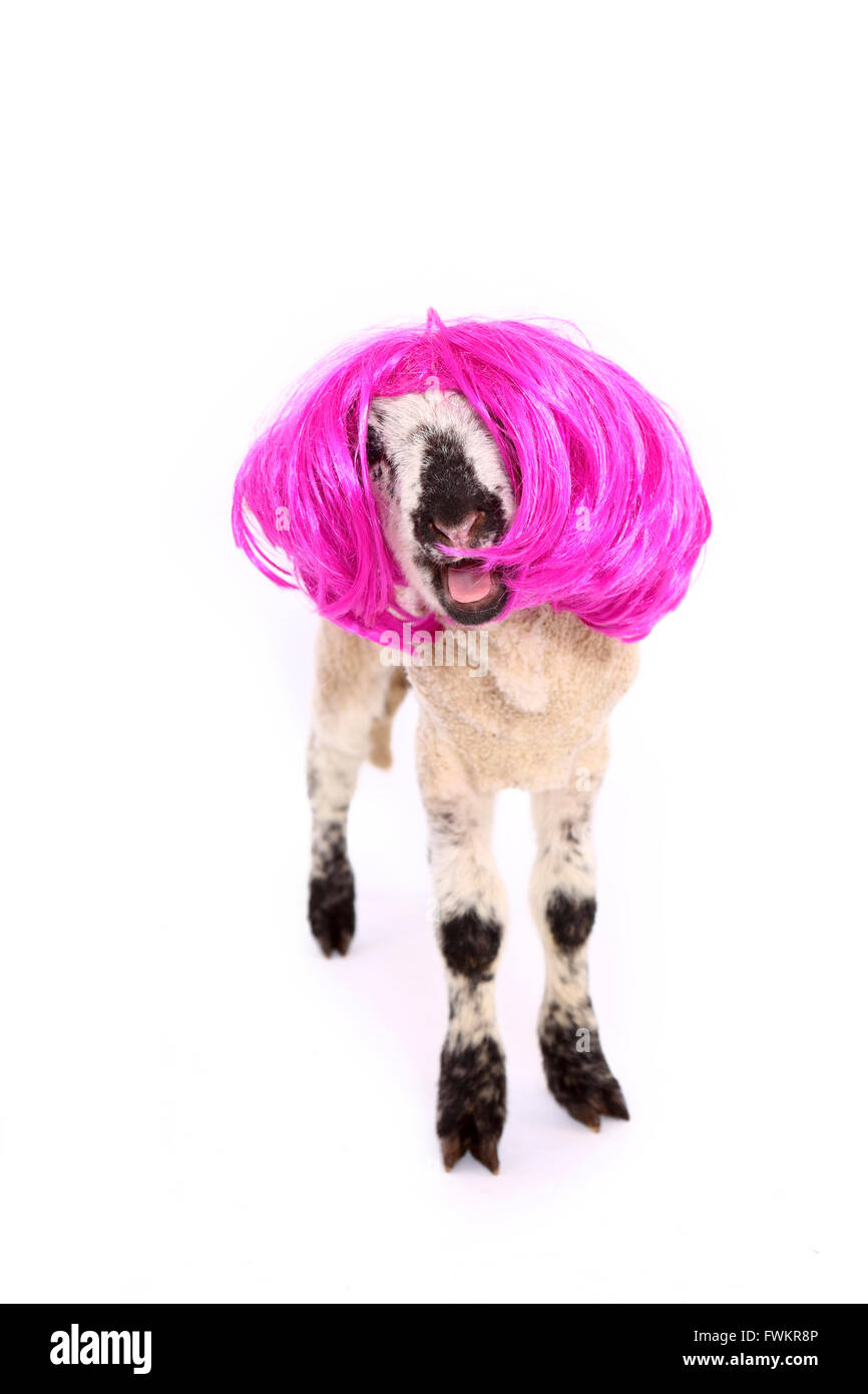 Domestic sheep. Lamb standing, wearing a purple wig. Studio picture ...