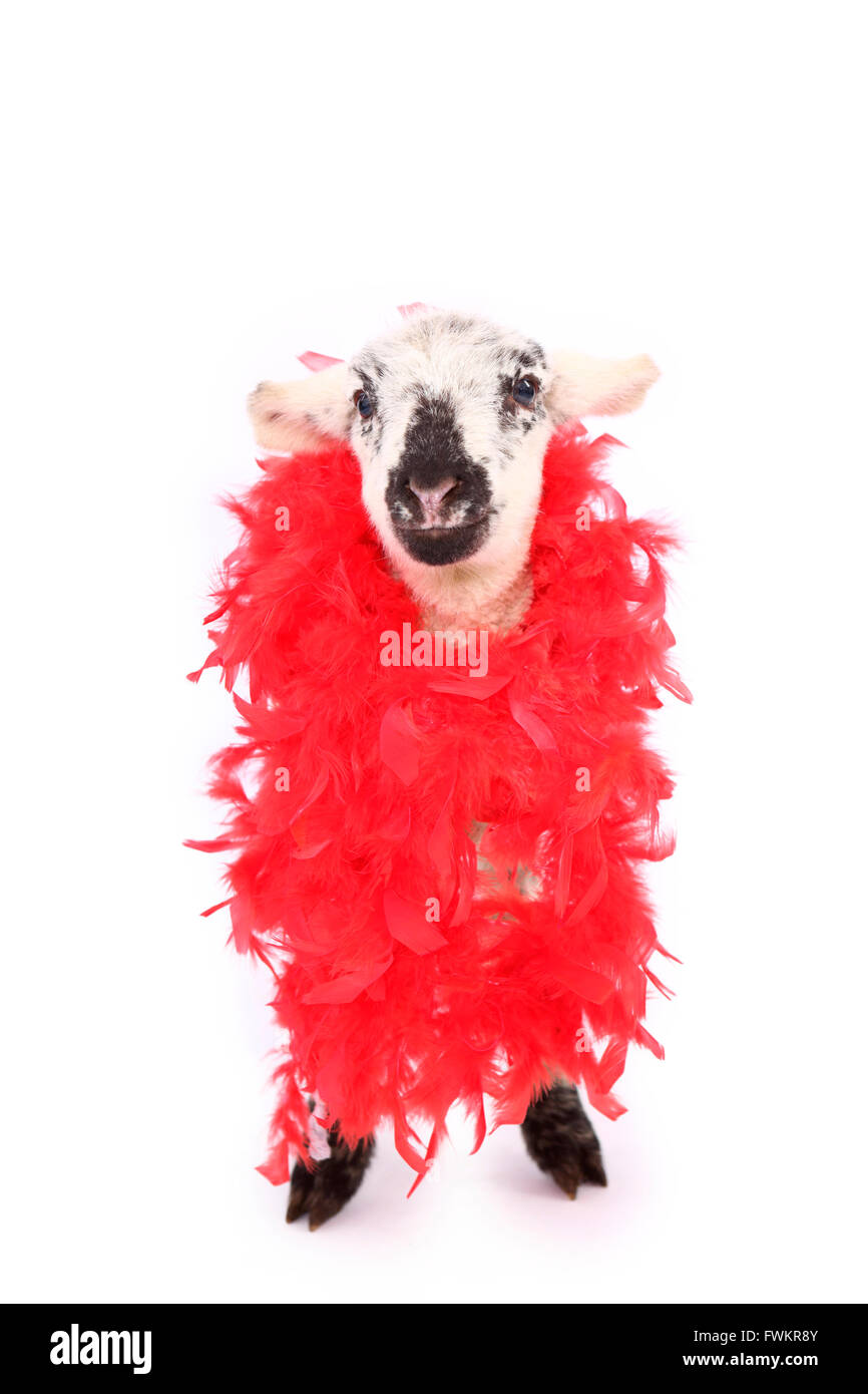Domestic sheep. Lamb standing, wearing a red feather boa. Studio ...