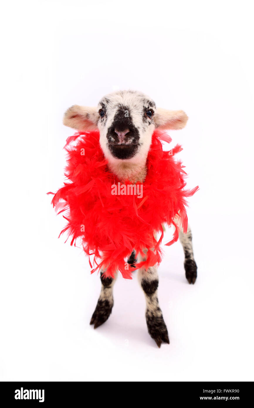 Domestic sheep. Lamb standing, wearing a red feather boa. Studio ...