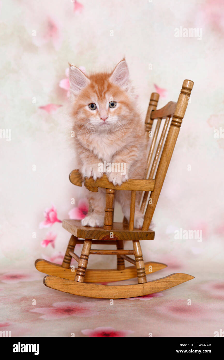 American Longhair Maine Coon Kitten standing in a rocking chair seen ...