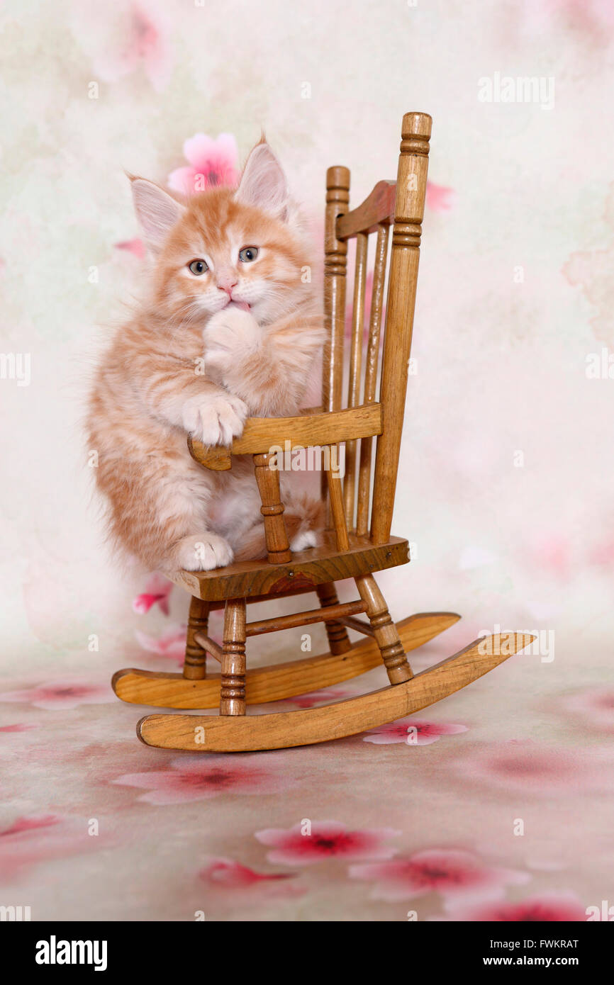 American Longhair Maine Coon Kitten standing in a rocking chair seen ...