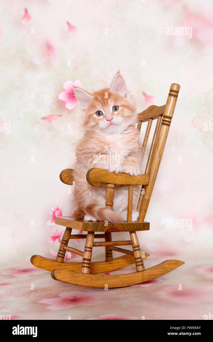 American Longhair Maine Coon Kitten sitting in a rocking chair seen ...