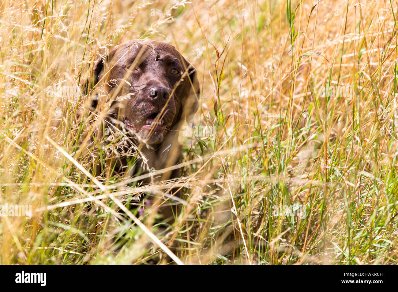 Attack Labrador Hiding in Long grass Stock Photo - Alamy
