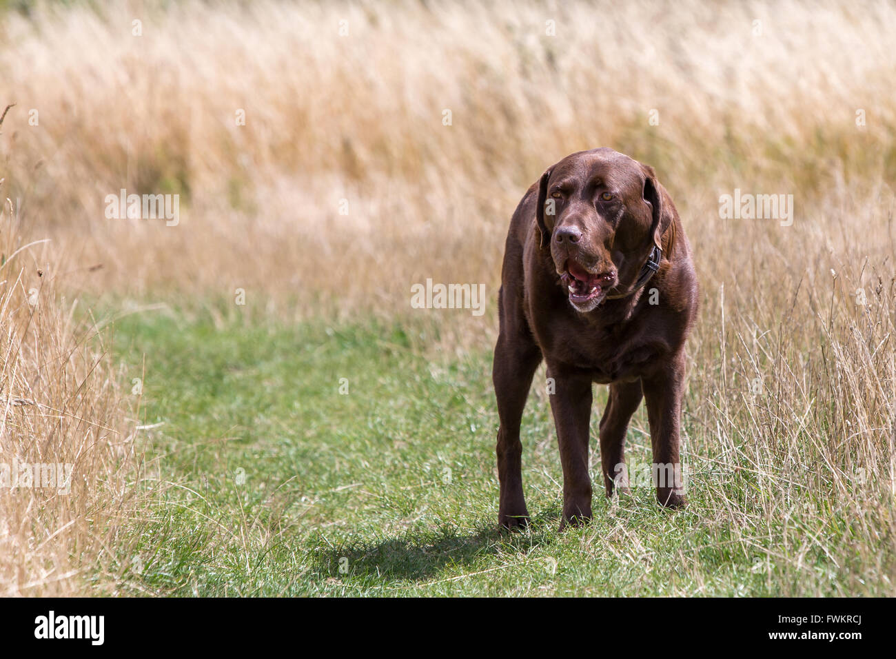 Chocolate Labrador Dog Laughing / Yawning in a field of long grass ...