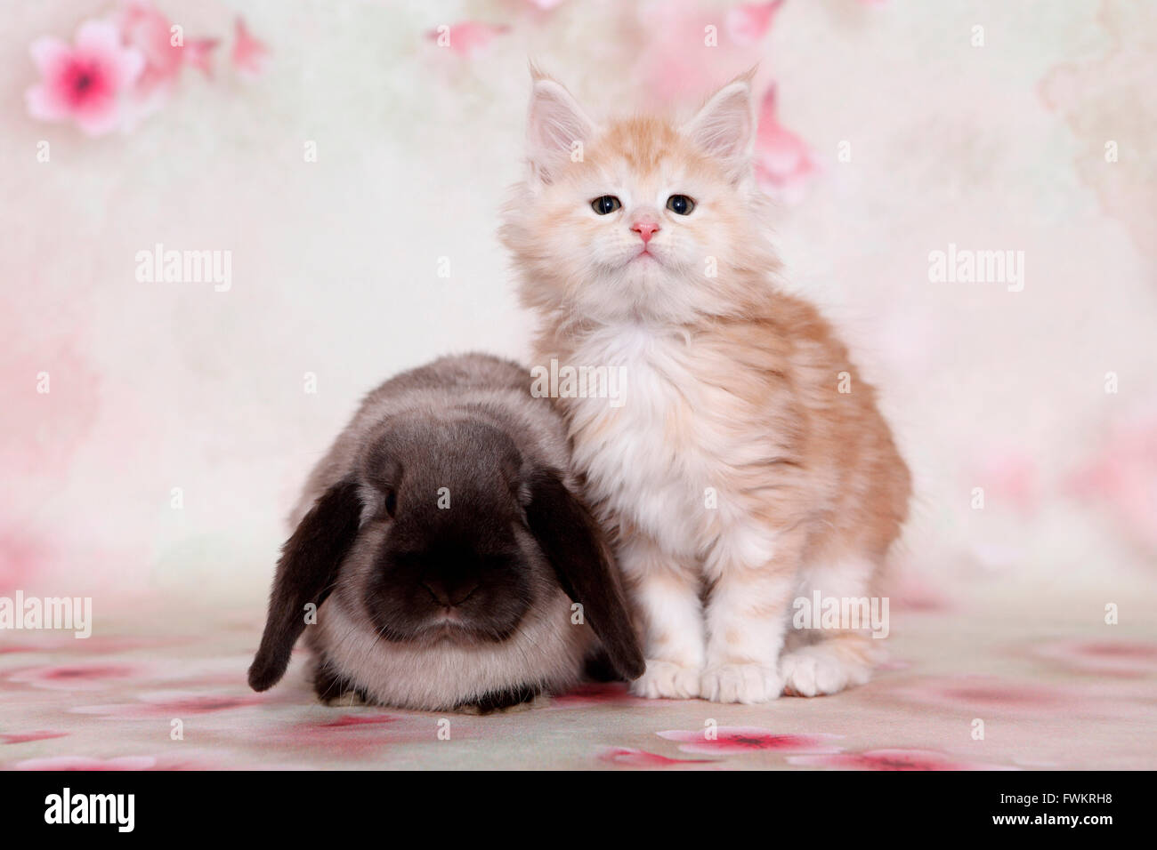 Dwarf Maine Coons