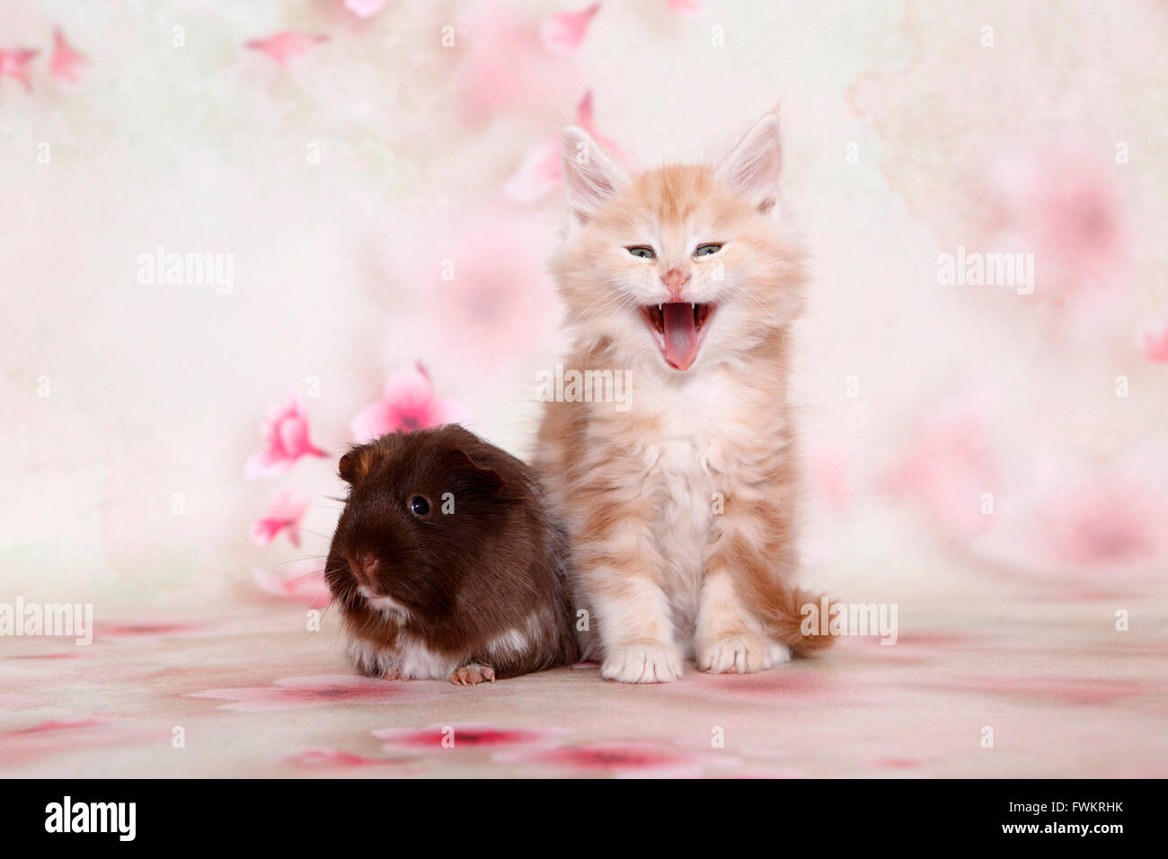 American Longhair, Maine Coon and Long-haired Guinea Pig. Kitten and ...