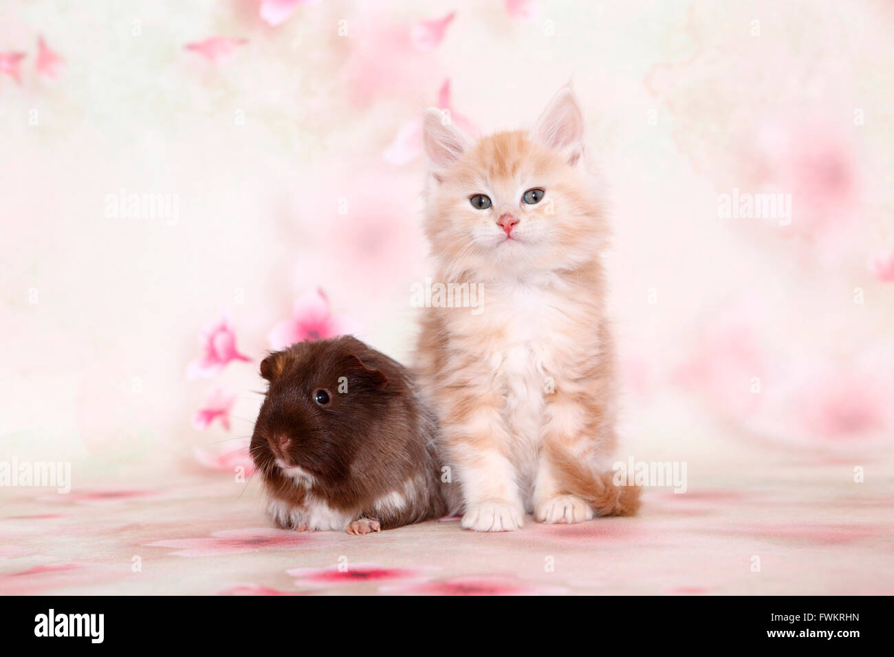 American Longhair, Maine Coon and Long-haired Guinea Pig. Kitten and ...
