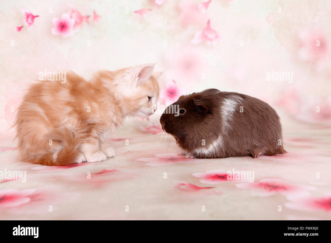 American Longhair, Maine Coon and Long-haired Guinea Pig. Kitten and ...