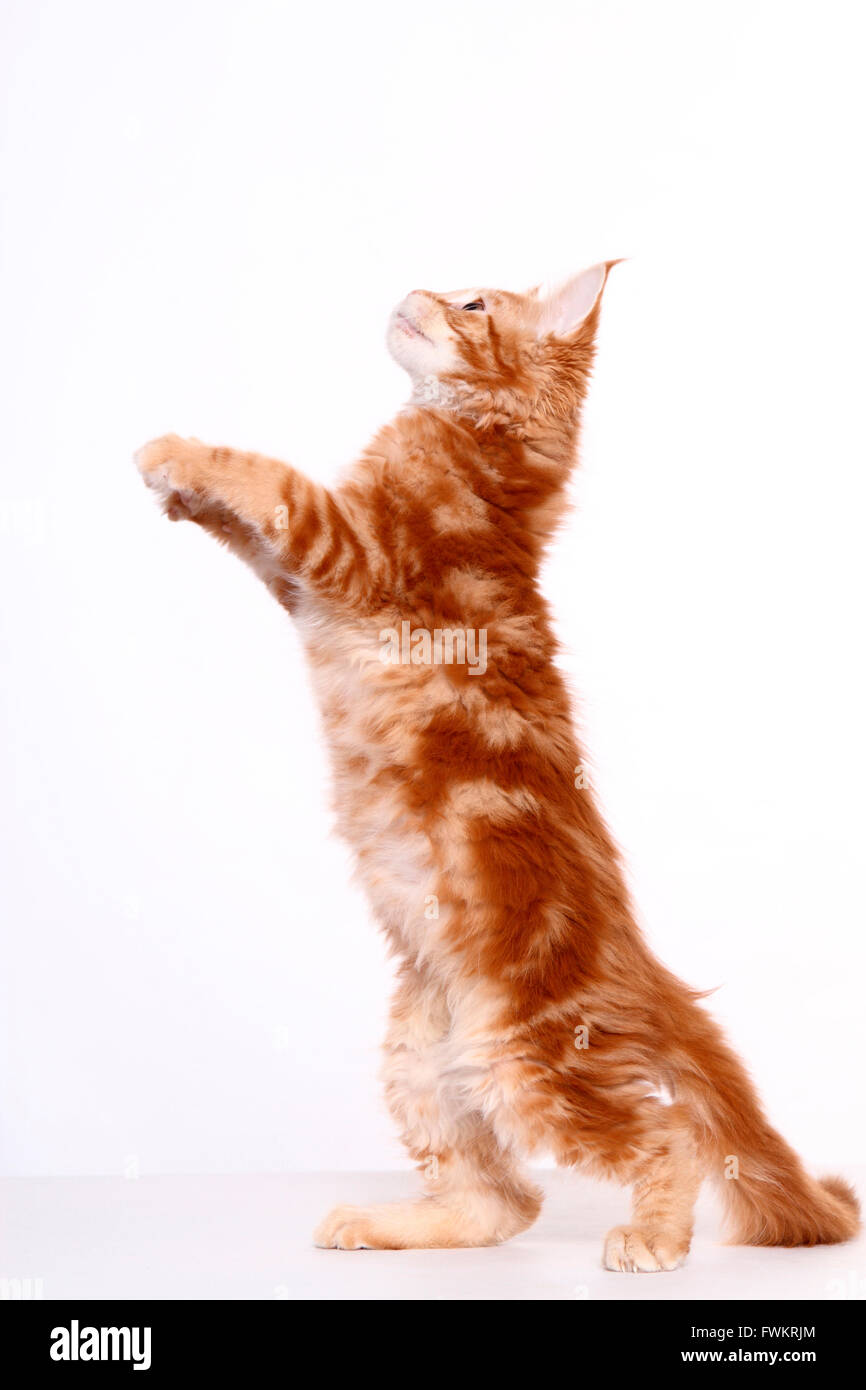American Longhair, Maine Coon. Kitten standing upright. Studio picture ...