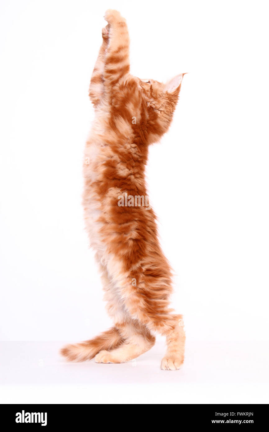 American Longhair, Maine Coon. Kitten standing upright. Studio picture ...