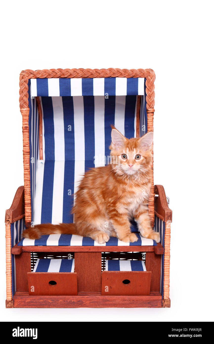 American Longhair, Maine Coon. Kitten sitting in a small beach chair ...