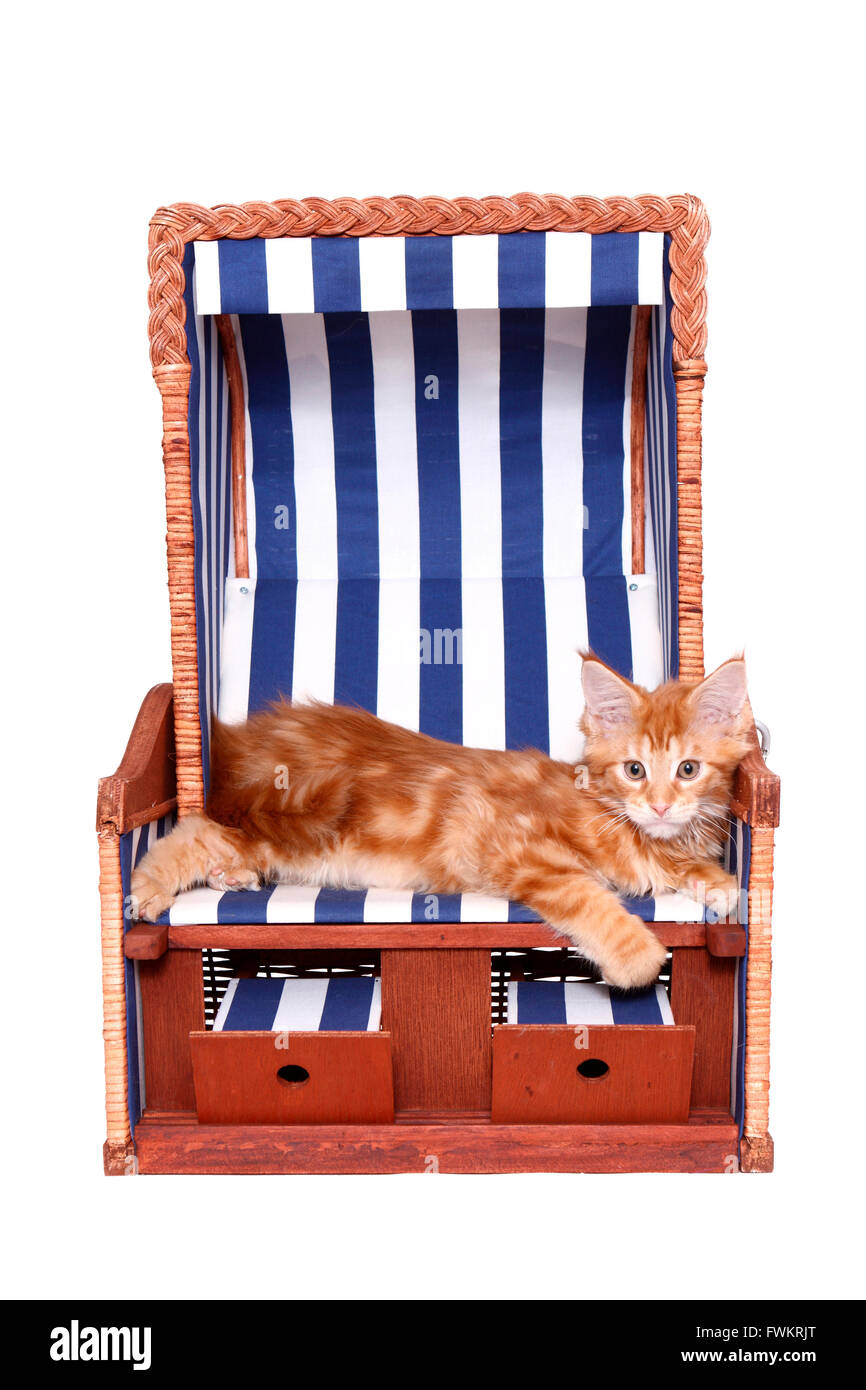 American Longhair, Maine Coon. Kitten lying in a small beach chair ...