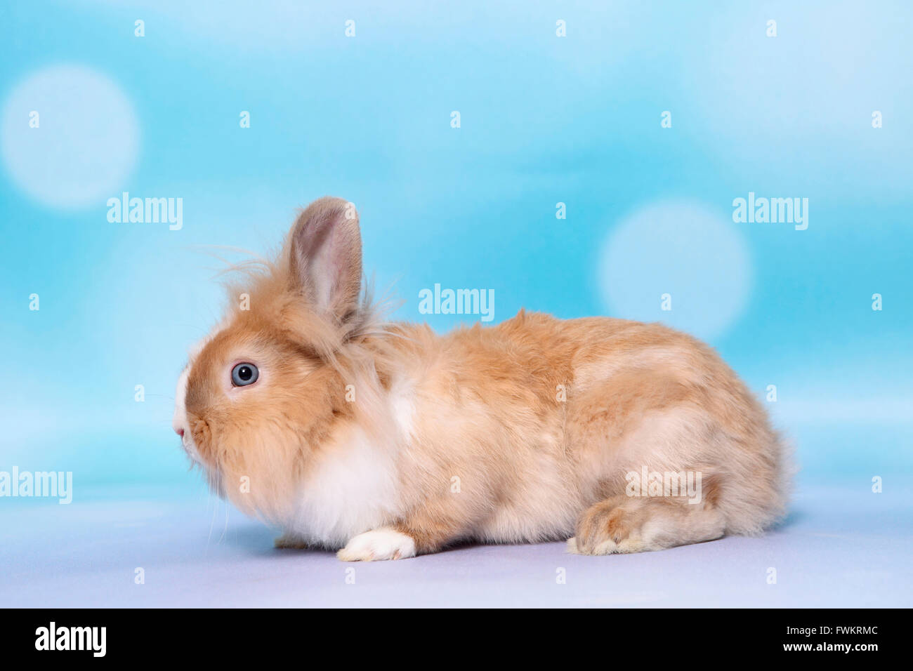 Dwarf Rabbit, Lionhead Rabbit. Adult seen side-on. Studio picture ...