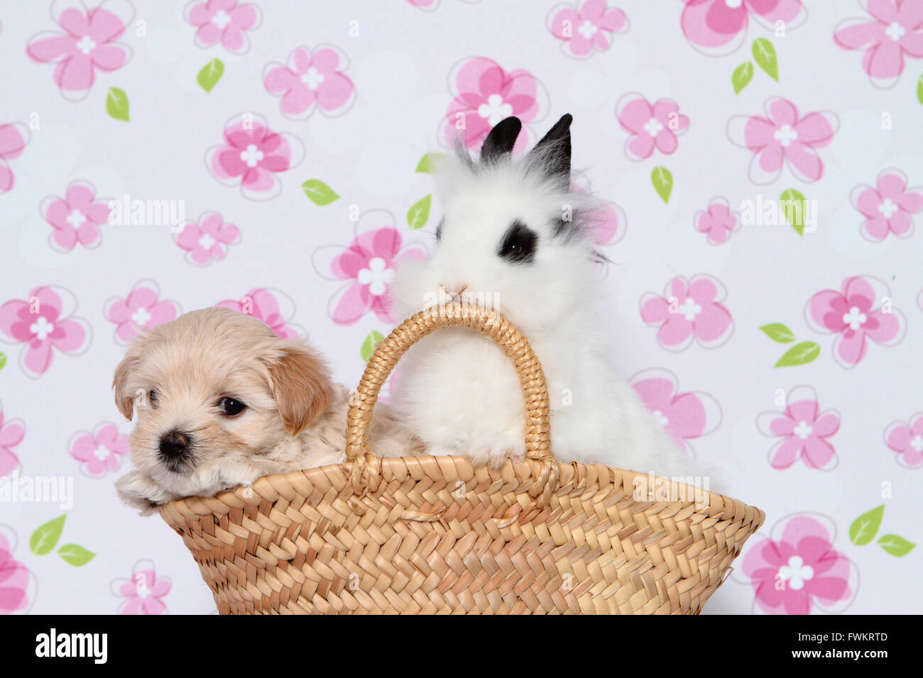 Maltipoo (Maltese x Toy Poodle) Puppy and Teddy Dwarf Rabbit sitting in ...