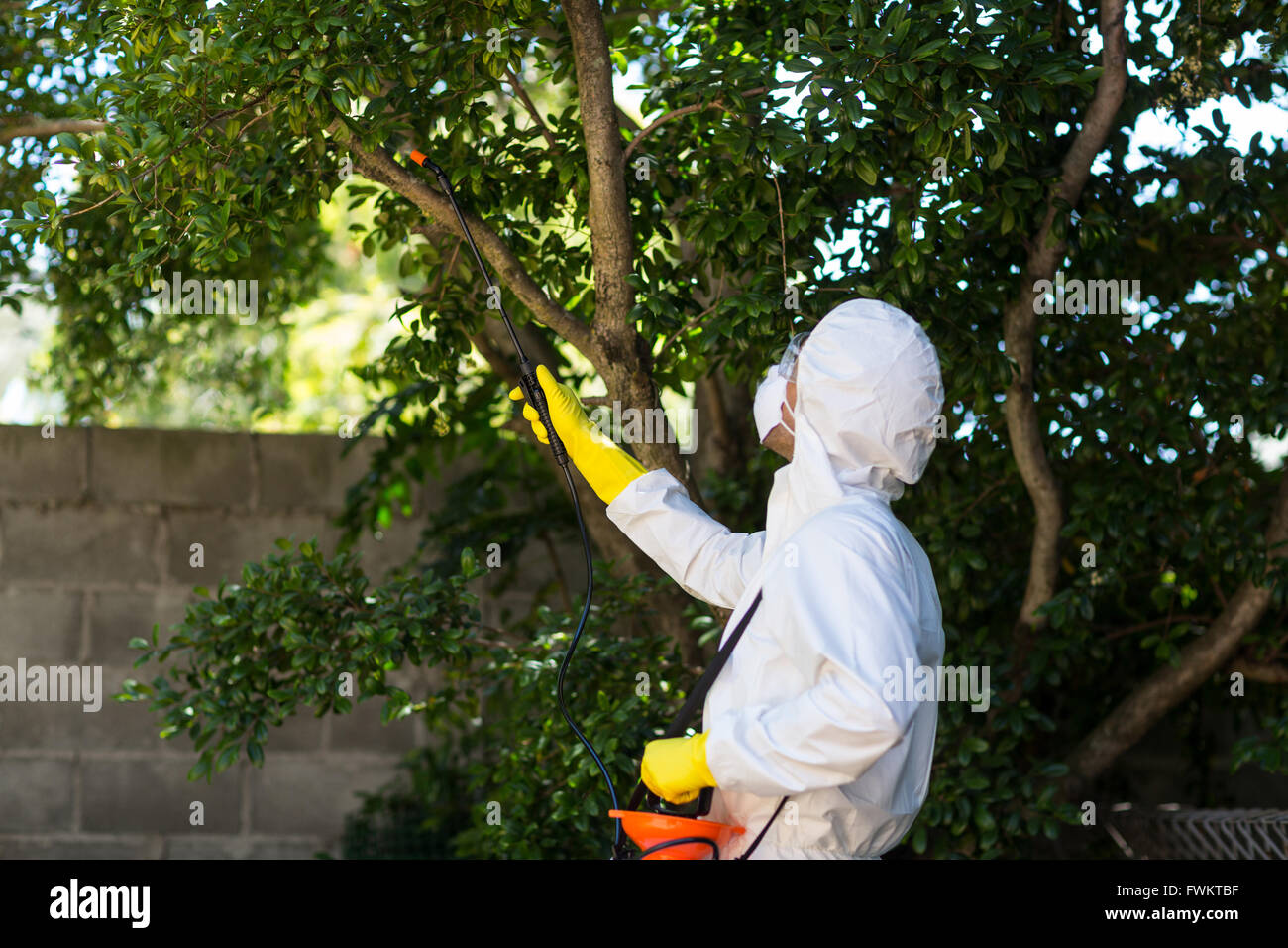 Man spraying insecticide on tree Stock Photo - Alamy