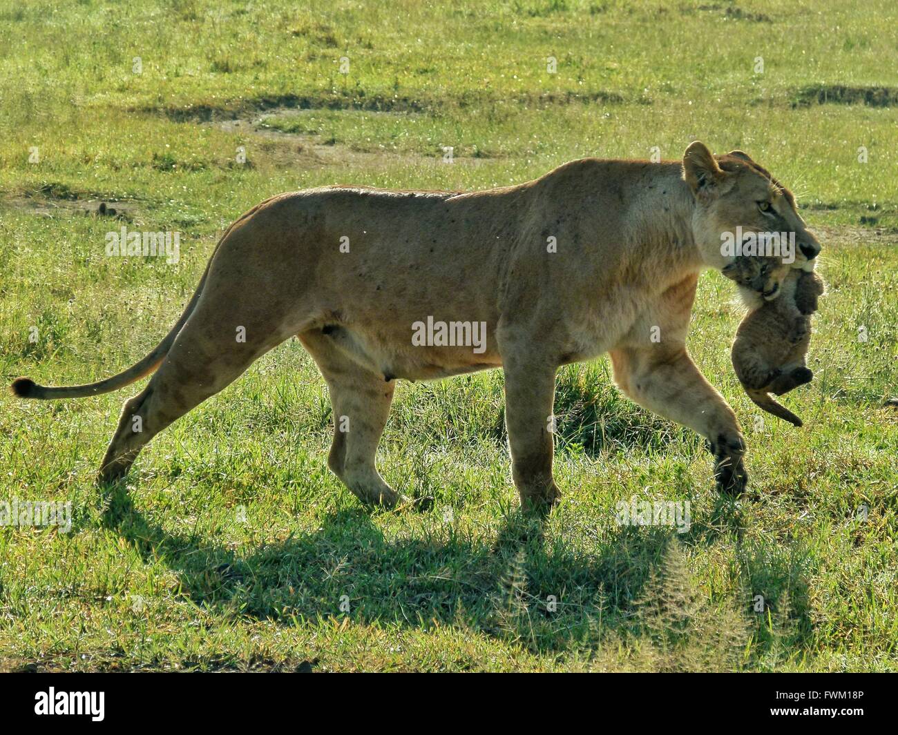 Lioness Carrying Cub On Grassy Field Stock Photo - Alamy