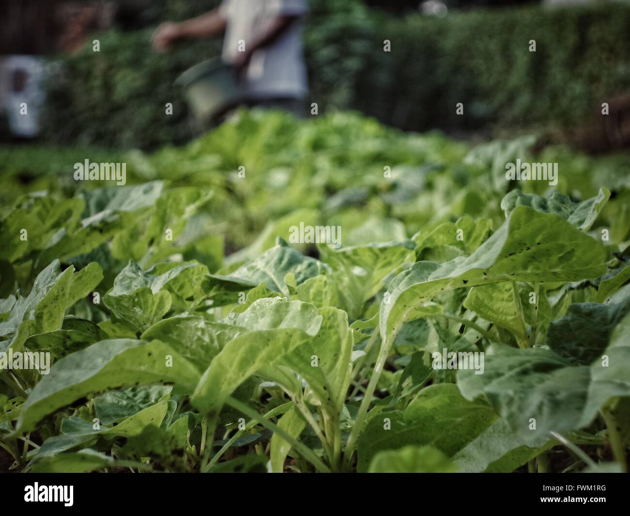 Plants at the farm hi-res stock photography and images - Alamy