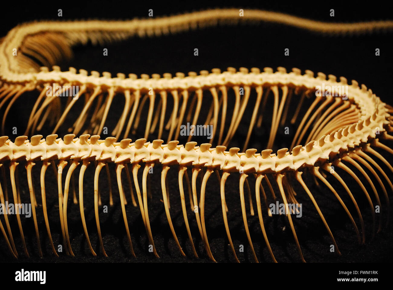 Snake Skeleton High Resolution Stock Photography and Images - Alamy