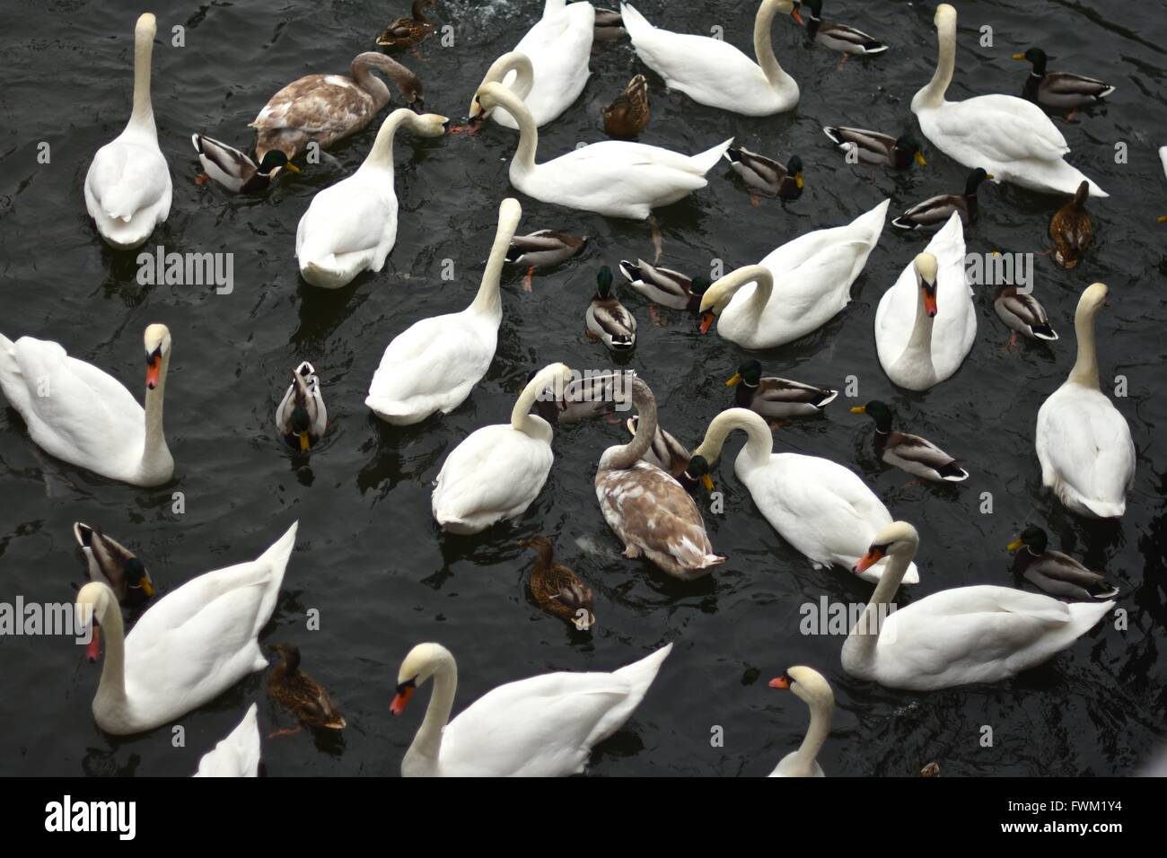 Birds at the lake hi-res stock photography and images - Alamy