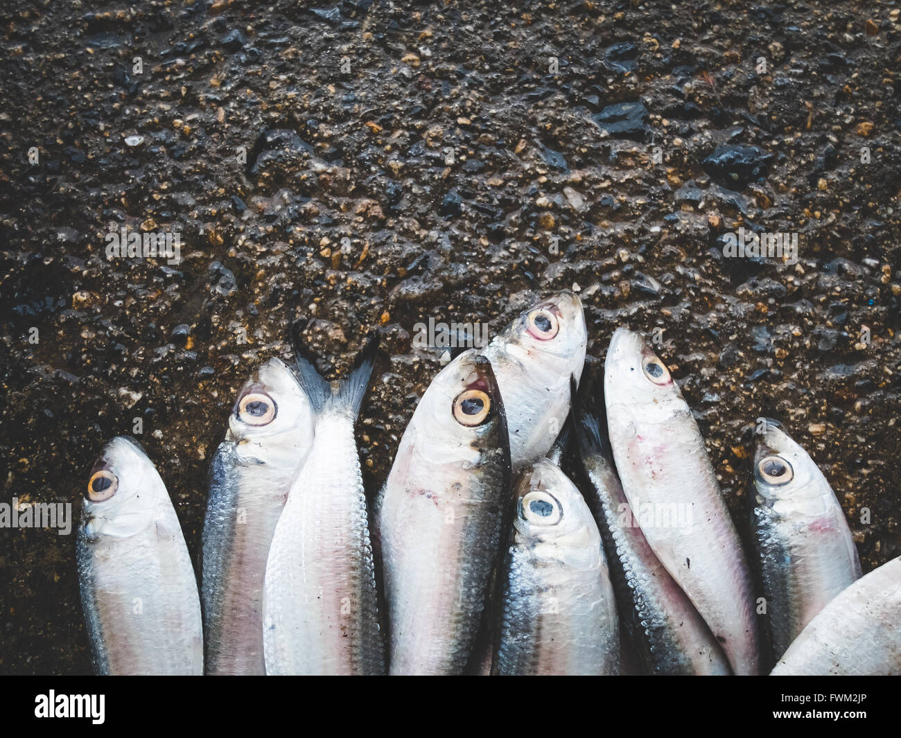 Dead Fish On Rock High Resolution Stock Photography and Images - Alamy