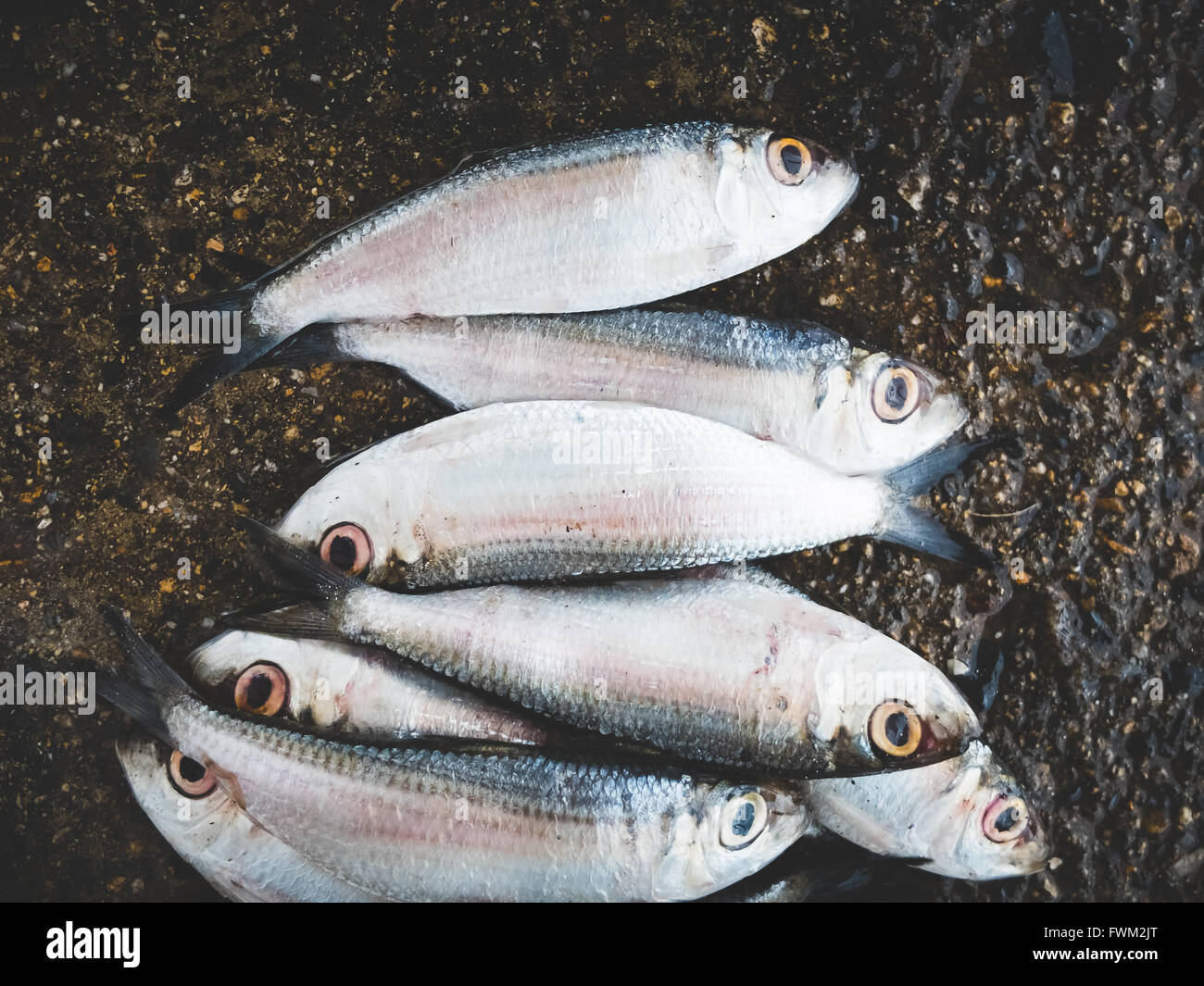 Dead Fish On Rock High Resolution Stock Photography and Images - Alamy