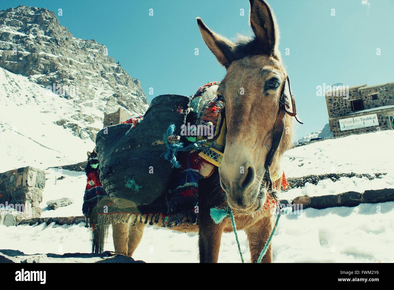 Low Angel View Of Donkey Standing On Snow Covered Field Stock Photo - Alamy
