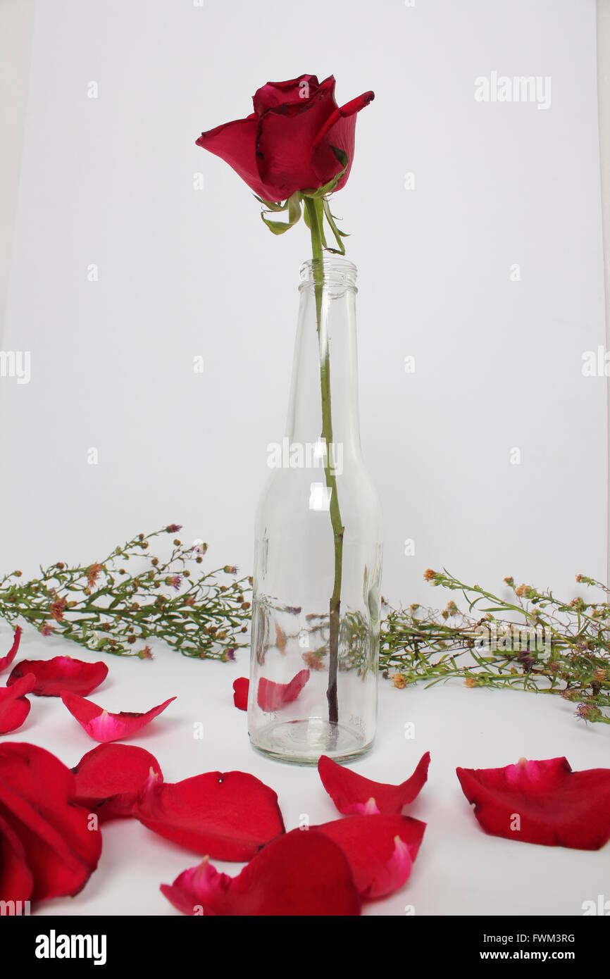 Rose in studio hi-res stock photography and images - Alamy