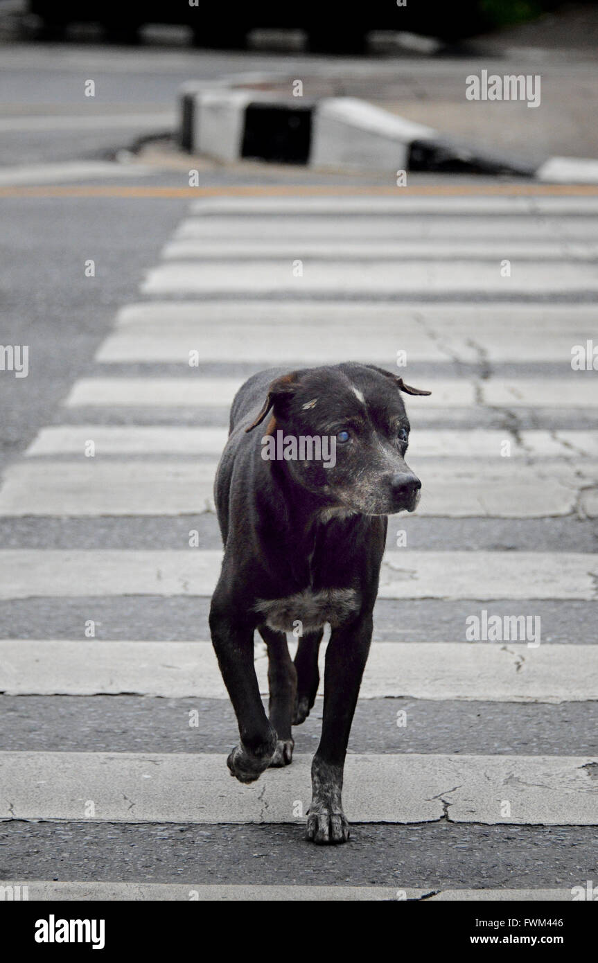 Dog crossing the road hi-res stock photography and images - Alamy