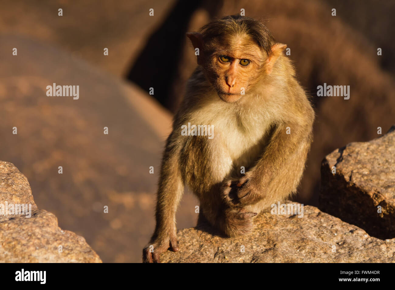 Monkey on rock hi-res stock photography and images - Alamy