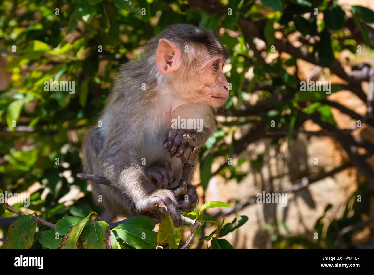 Monkey sitting on hi-res stock photography and images - Alamy