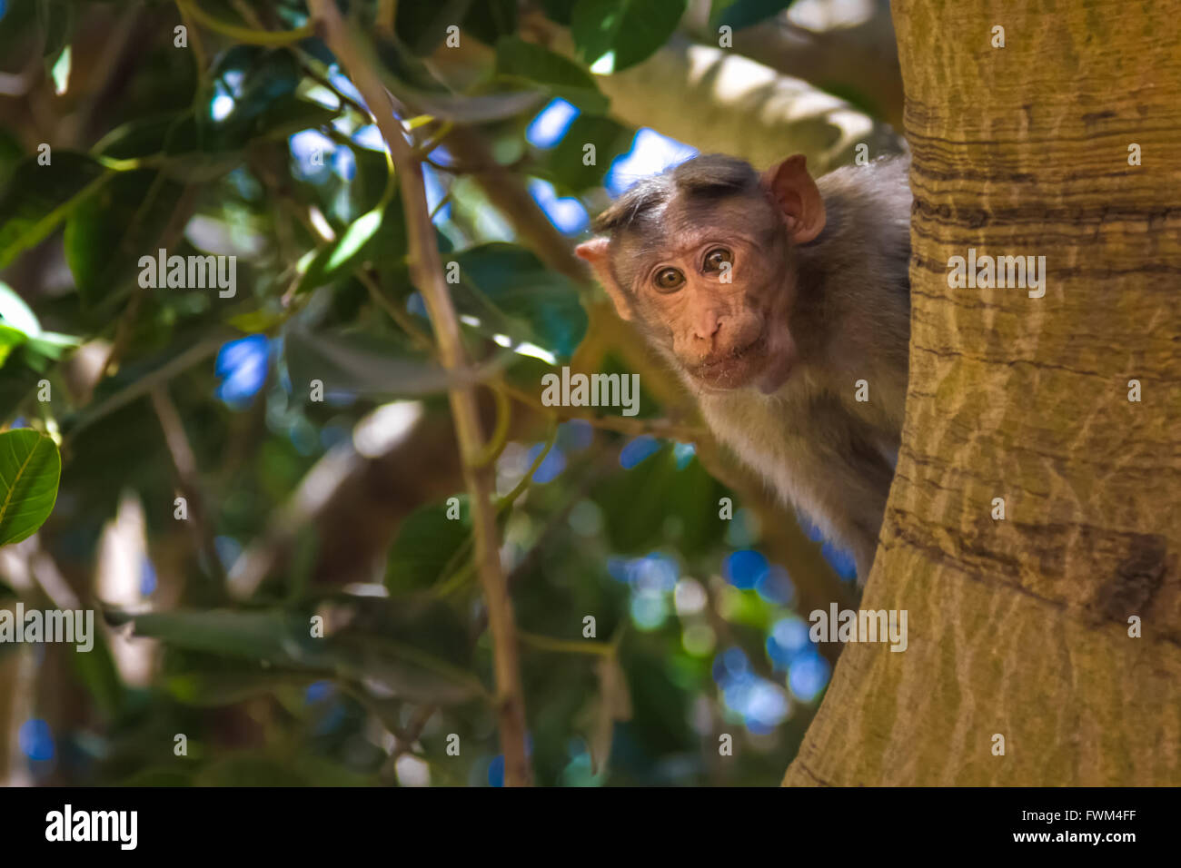 Monkey tree animal wildlife hi-res stock photography and images - Alamy