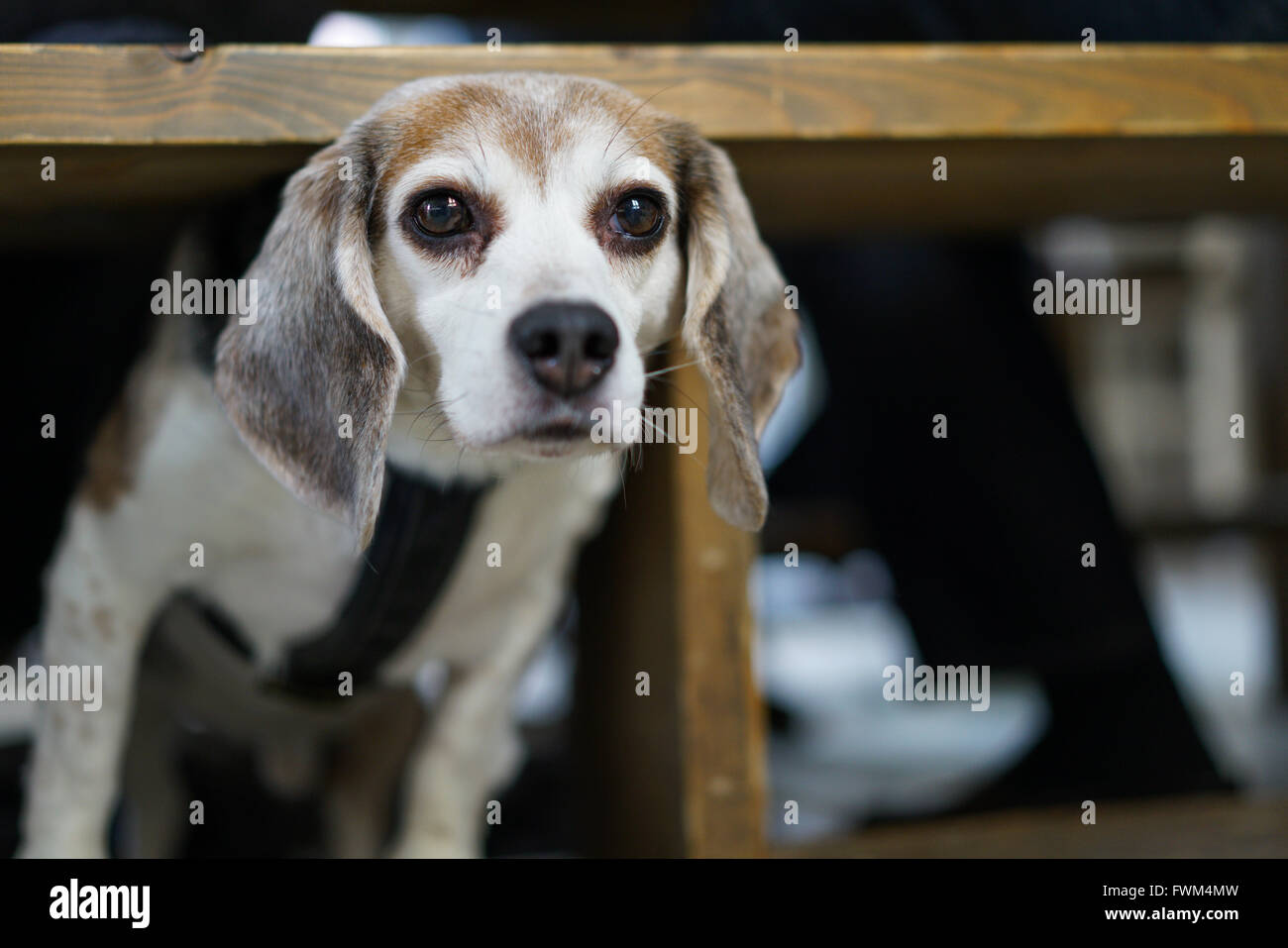 Dog by table hi-res stock photography and images - Alamy