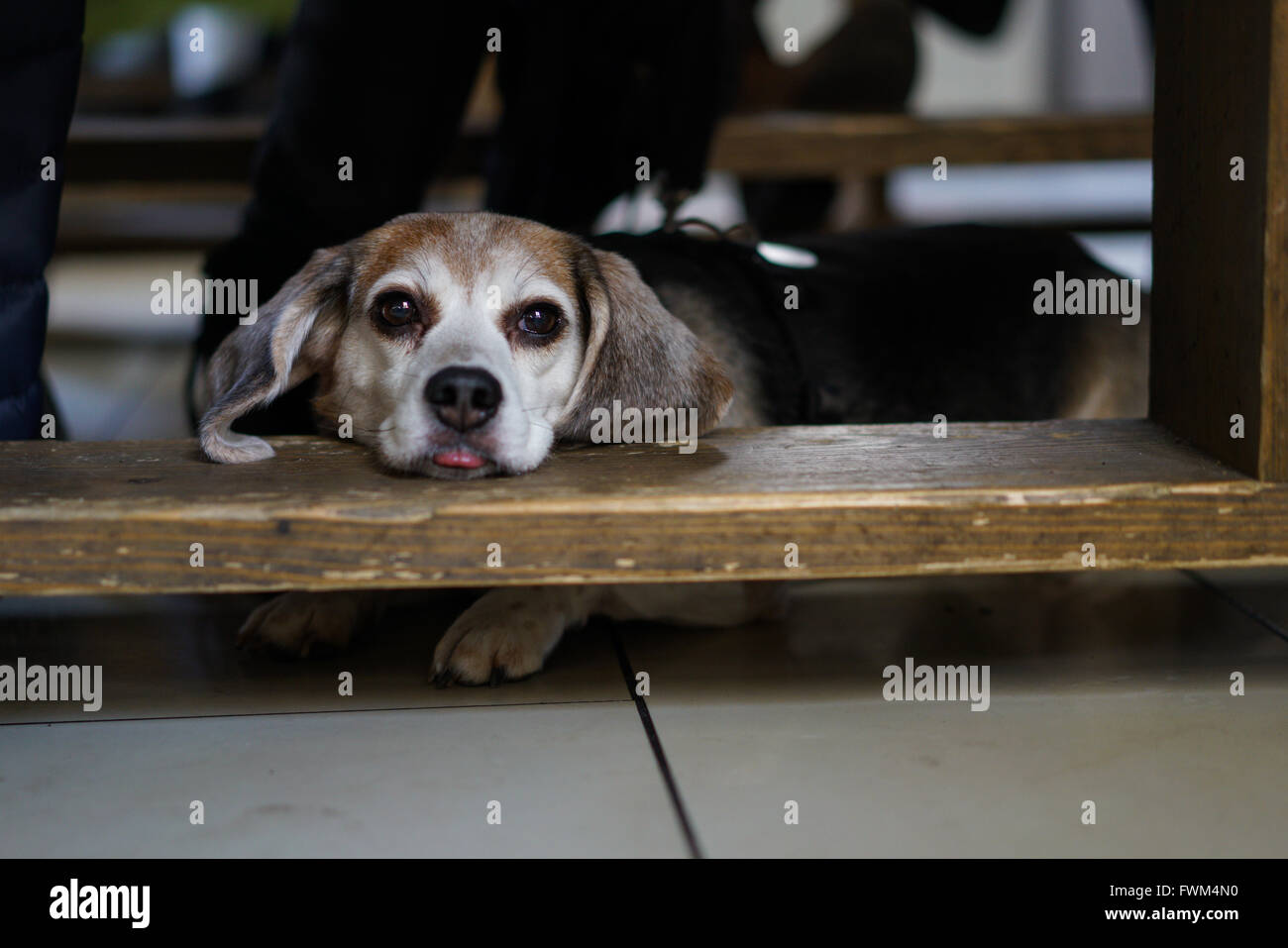 Dog Under Table High Resolution Stock Photography and Images - Alamy
