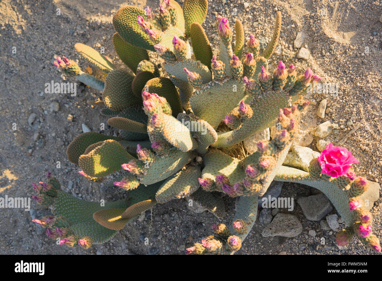 joshua tree national park cactus in pink color in bloom Stock Photo - Alamy