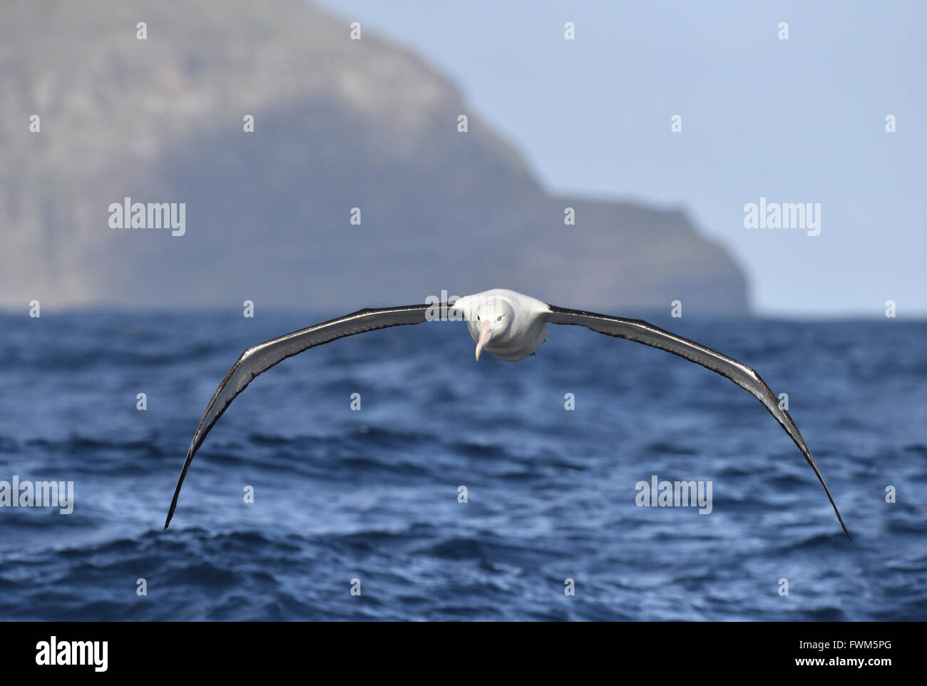 Diomedea sanfordi hi-res stock photography and images - Alamy