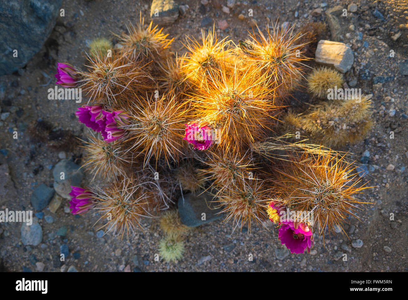 joshua tree national park cactus in pink color in bloom Stock Photo - Alamy