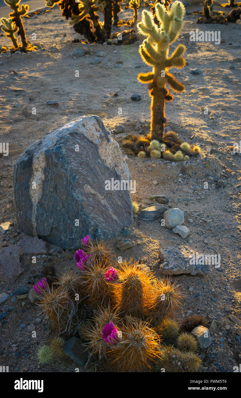 joshua tree national park cactus in pink color in bloom Stock Photo - Alamy