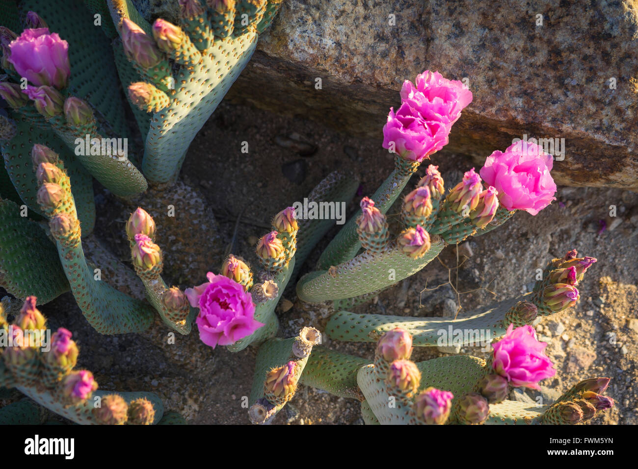 joshua tree national park cactus in pink color in bloom Stock Photo - Alamy