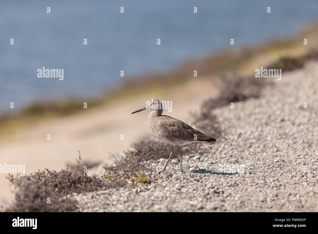 Long billed Dowitcher shorebird called Limnodromus scolopaceus foraging ...