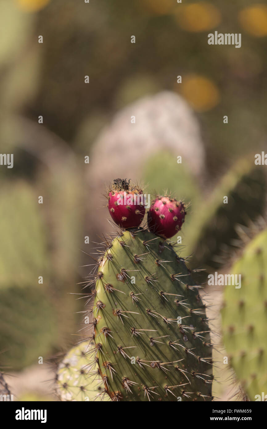 Prickly pear cactus arizona hi-res stock photography and images - Alamy
