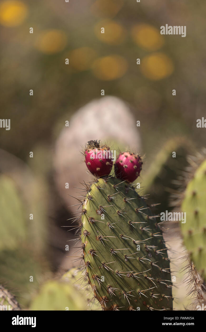 Pink fruit of the prickly pear cactus hi-res stock photography and ...
