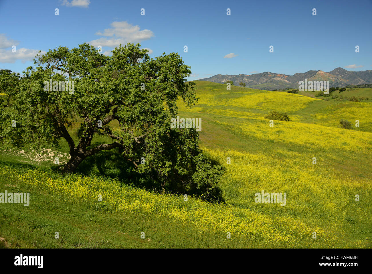 California Oak High Resolution Stock Photography and Images - Alamy