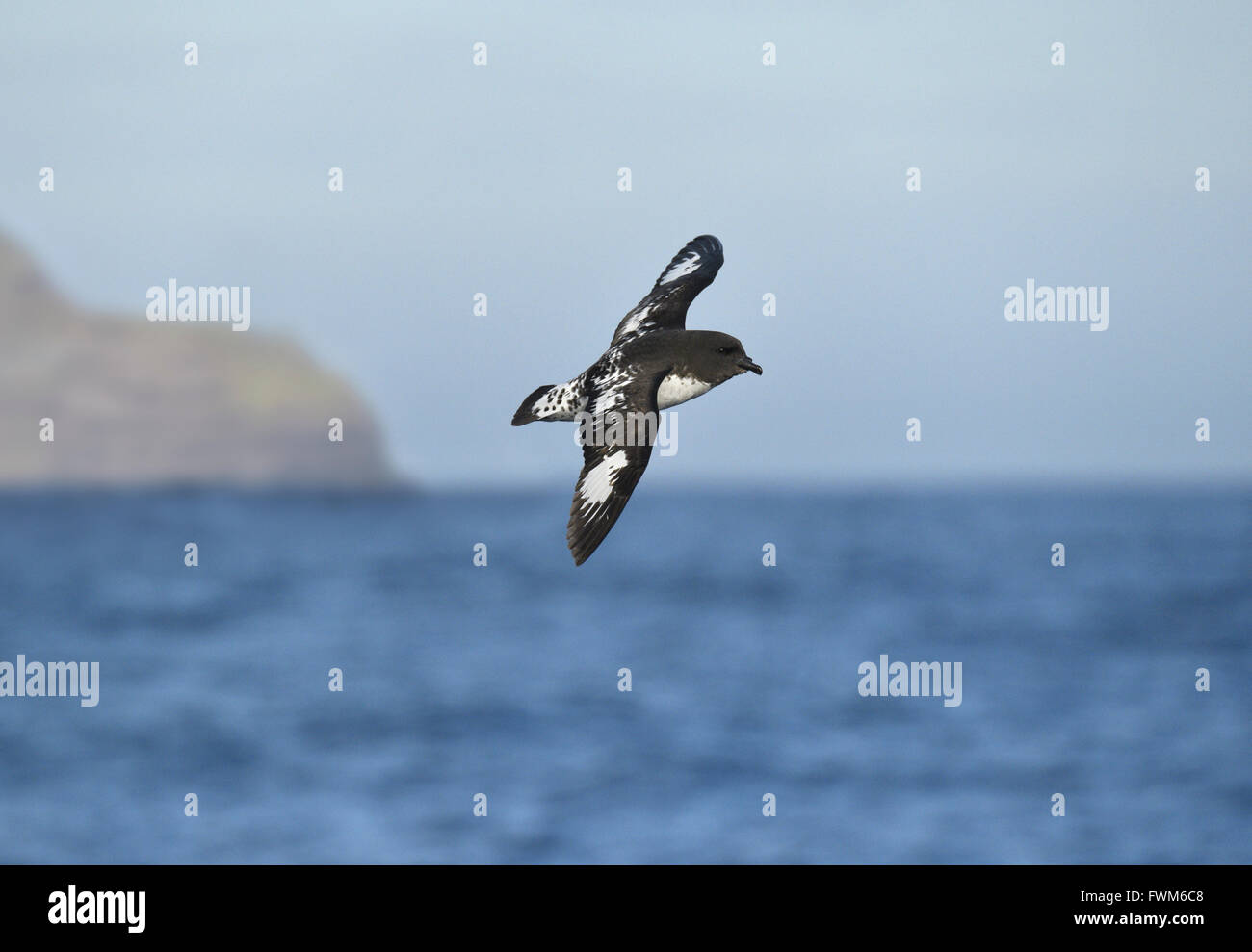 Cape Petrel - Daption capense Stock Photo - Alamy
